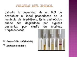 Pruebas Microbiológicas | PPT