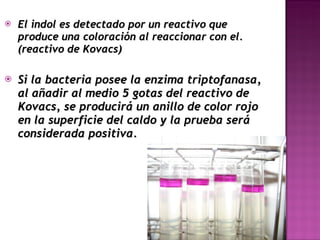 Pruebas Microbiológicas | PPT