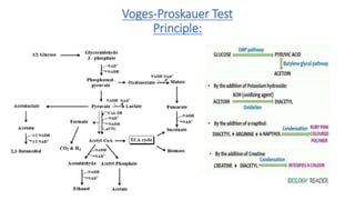 IMViC biochemical tests | PPTX