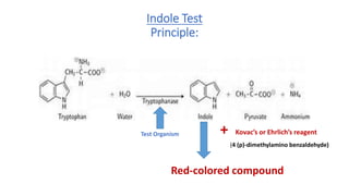 IMViC biochemical tests | PPTX