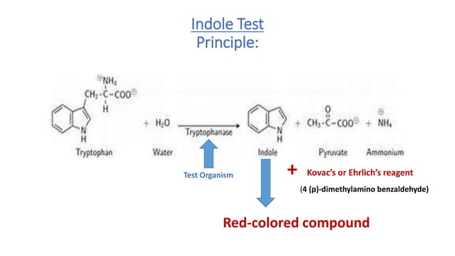 IMViC biochemical tests | PPTX