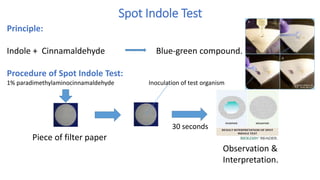 Spot Indole Negative