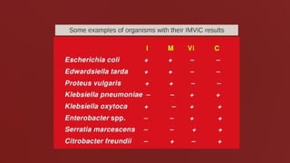 IMViC (Indole Methyl red Voges prascuer Citrate) Test | PDF