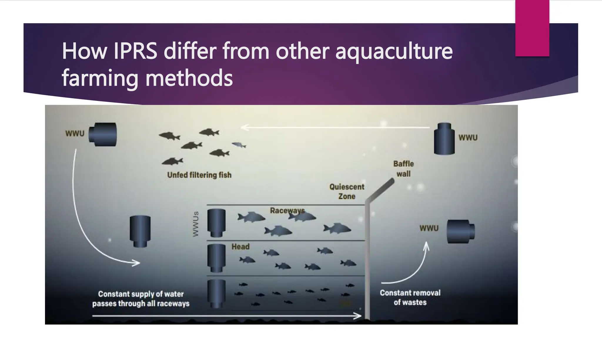 In-pond Race way systems for Aquaculture (IPRS).pptx