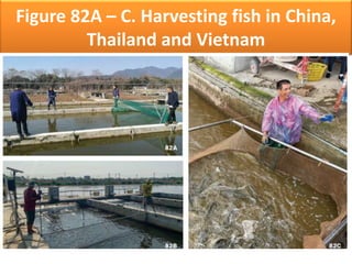 IN-POND RACEWAY SYSTEM IPRS FOR CLIMATE SMART AQUACULTURE by B.pptx