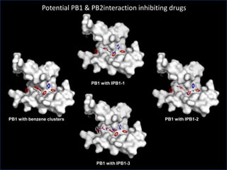 In silico pb1 & pb2 Presentation | PPT