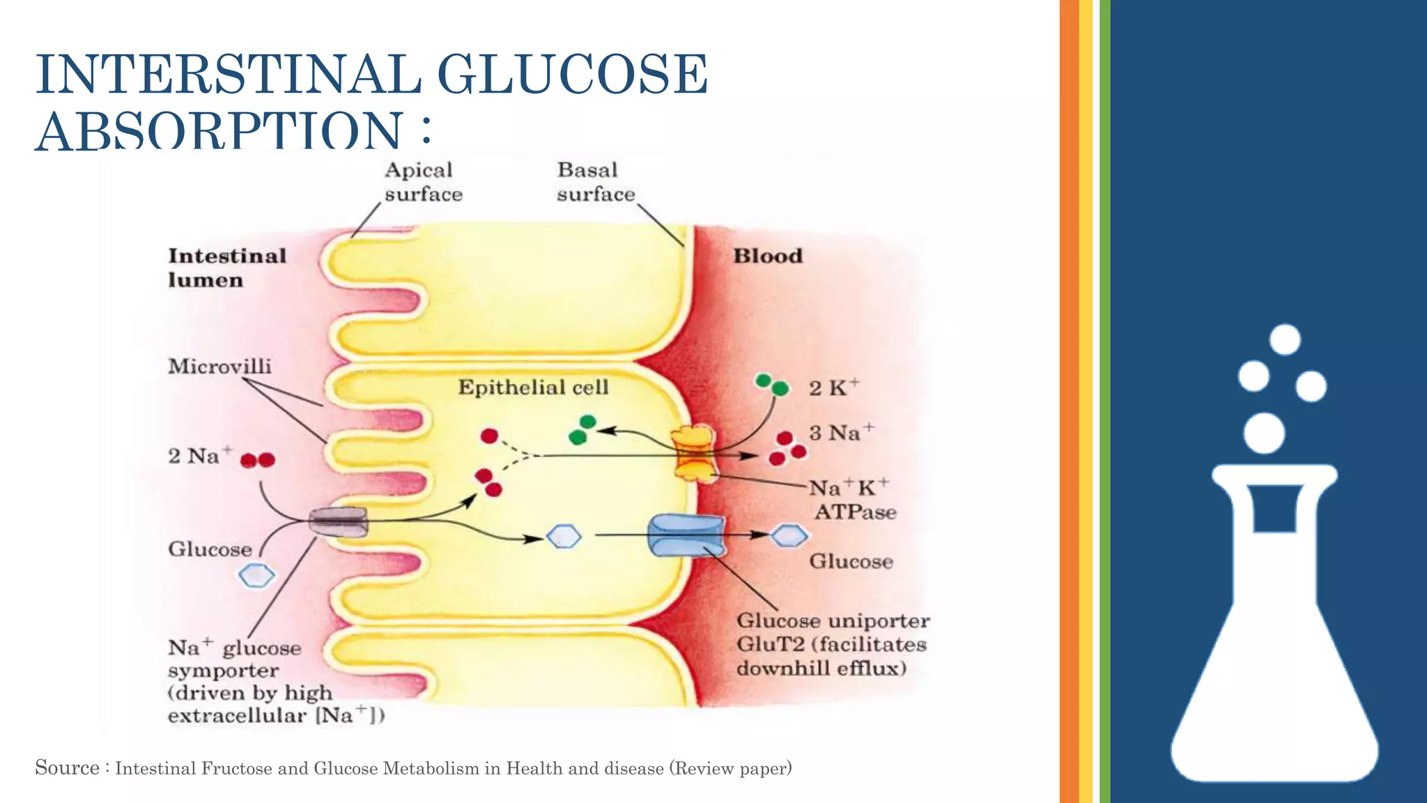 In vitro glucose absorption by everted gut sac method | PPTX