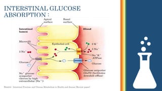 In vitro glucose absorption by everted gut sac method | PPTX