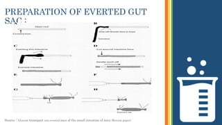 In vitro glucose absorption by everted gut sac method | PPTX