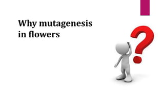 In vitro mutagenesis in Fower crops | PPTX