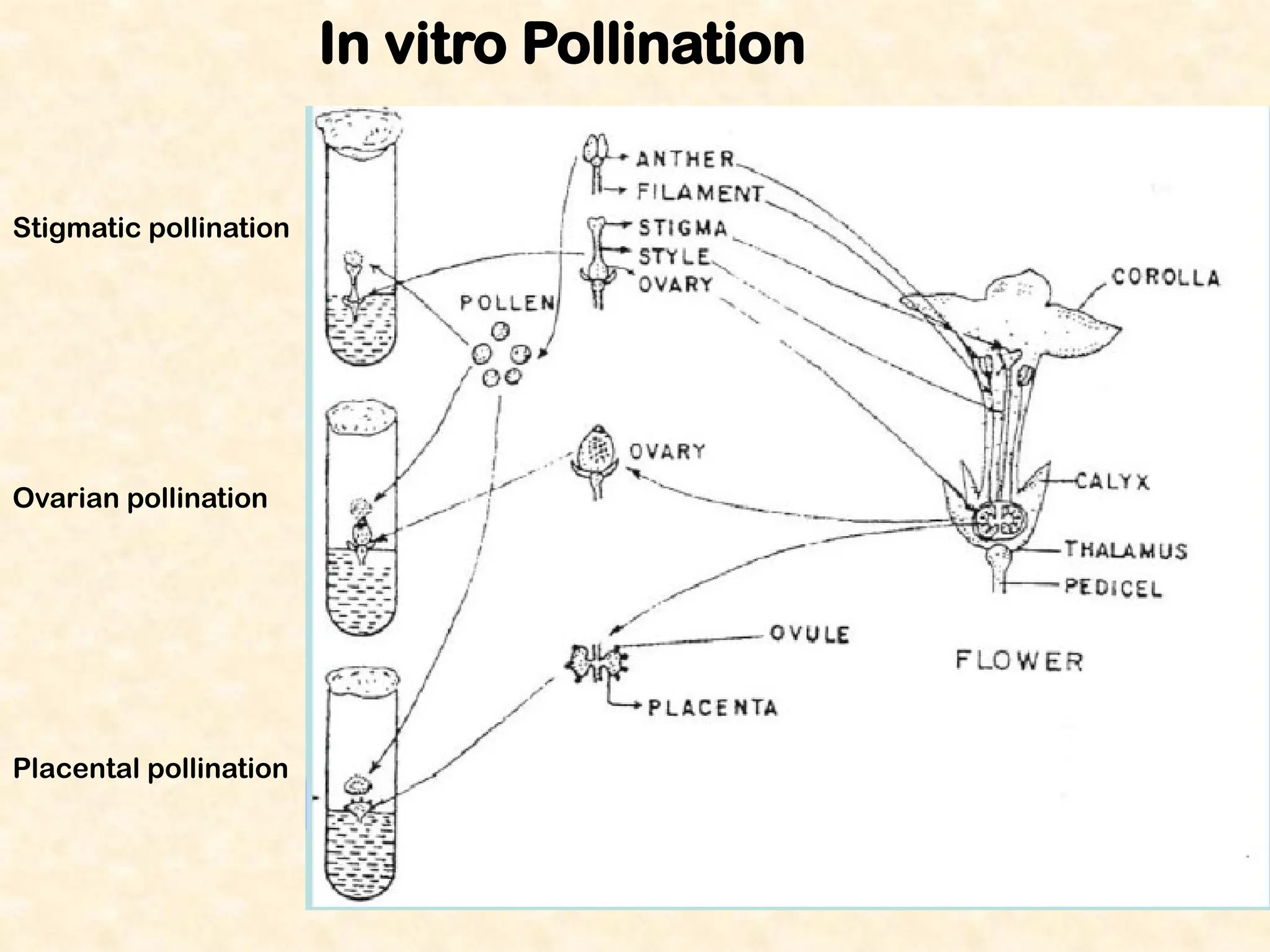Invitro fertilization and their role in plant tissue culture | PPTX