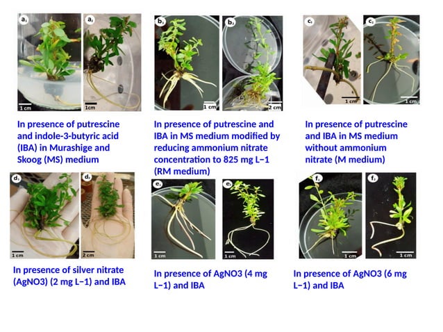 Plant tissue culture- In-vitro Rooting.ppt