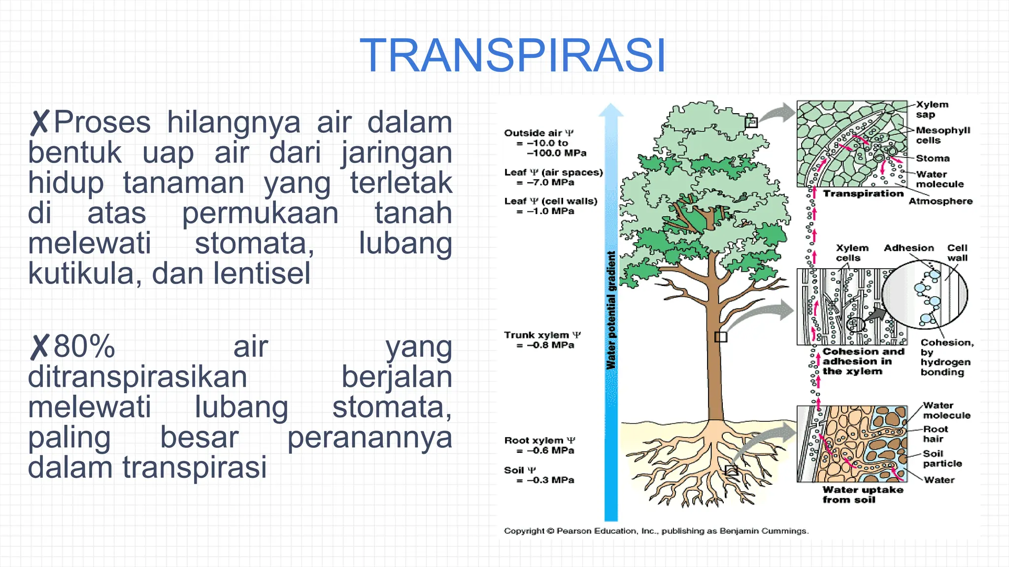 HUBUNGAN_TUMBUHAN_DENGAN_AIR-HUBUNGAN_TUMBUHAN_DENGAN_AIR.pptx