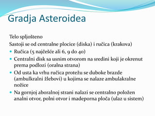 Morska zvezda | PPTX