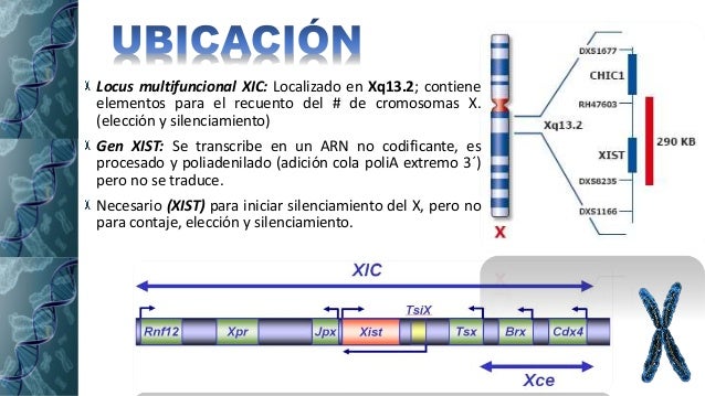 Inactivacion cromosoma x