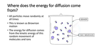 In and out of the cells Cambridge IGCSE Biology | PPTX