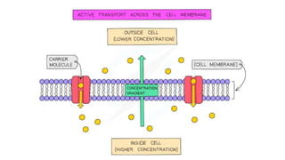 In and out of the cells Cambridge IGCSE Biology | PPTX