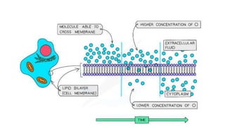 In and out of the cells Cambridge IGCSE Biology | PPTX