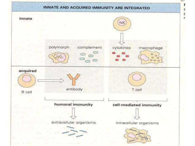 Inate immunity | PPT