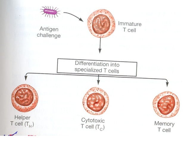 Inate immunity | PPT