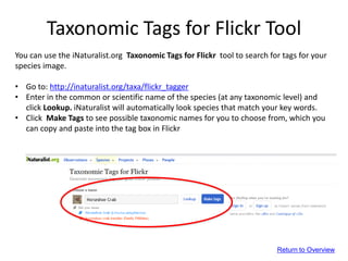 iNaturalist Taxonomic Tagging Tool for Flickr | PPTX | Computing | Technology & Computing