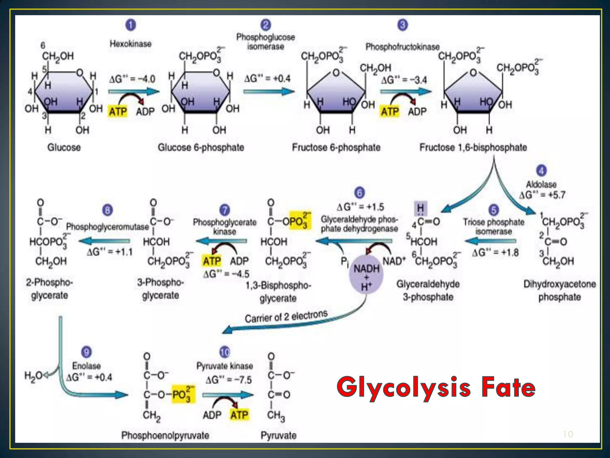 Inborn errors of metabolism | PDF