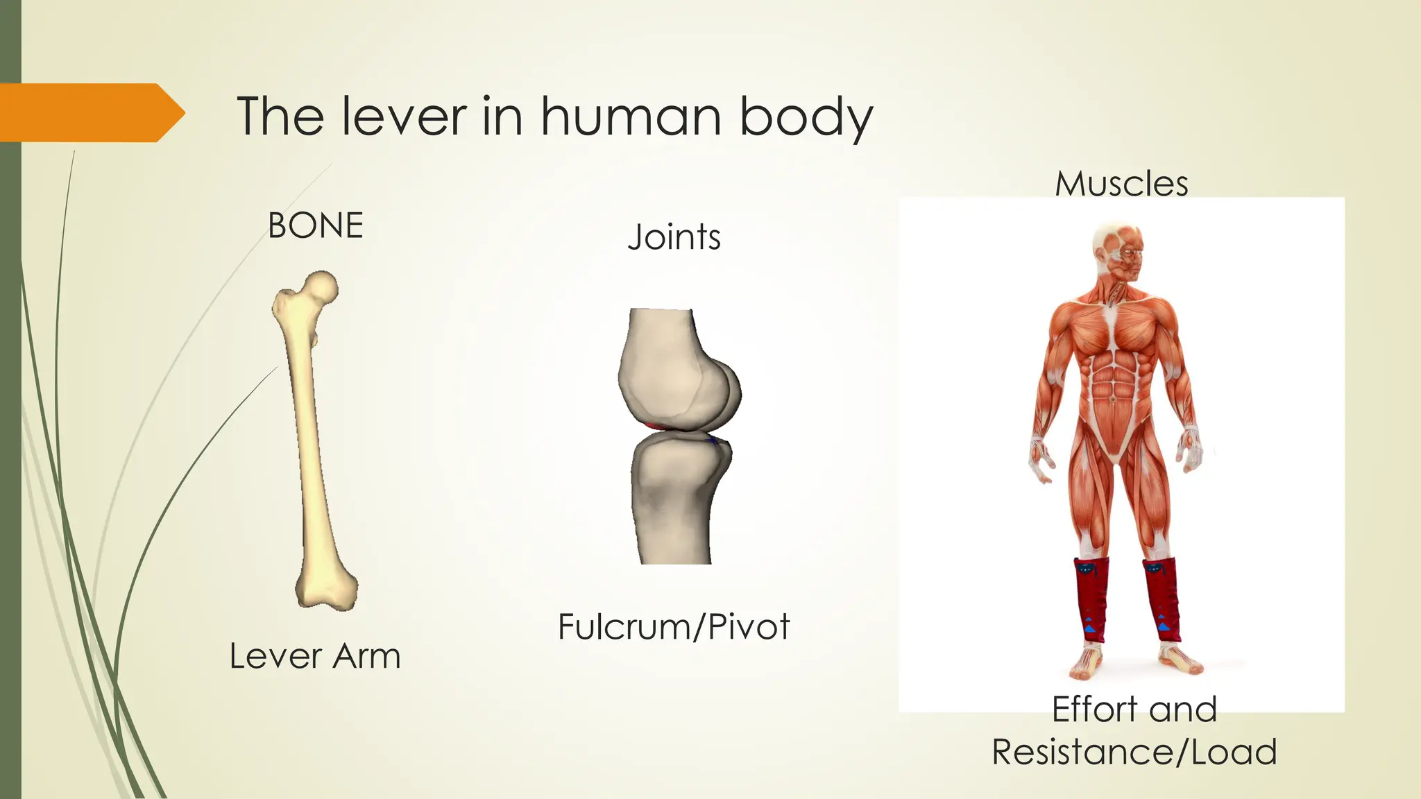 inbound2772655900034201706.pdf lever system in human body | PDF ...
