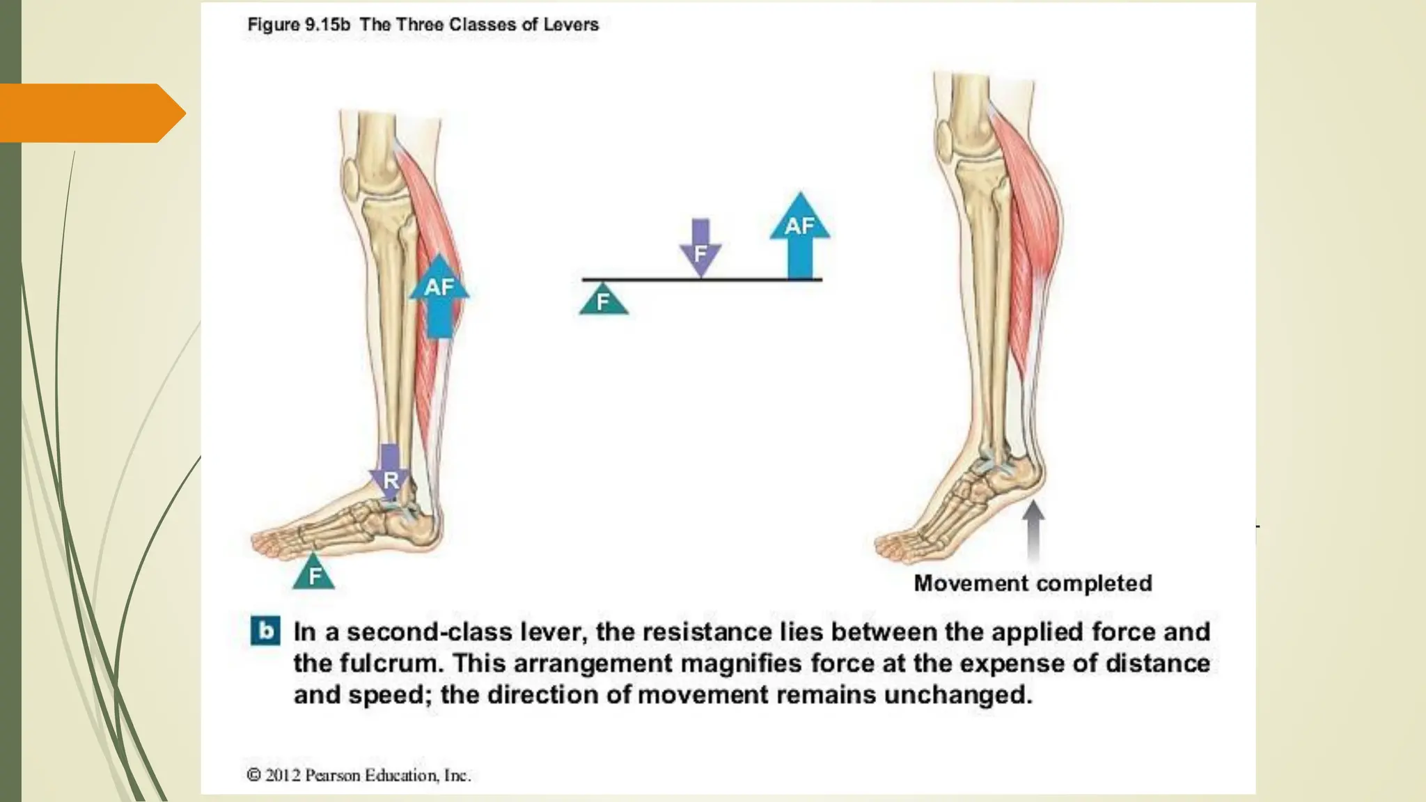 inbound2772655900034201706.pdf lever system in human body | PDF ...