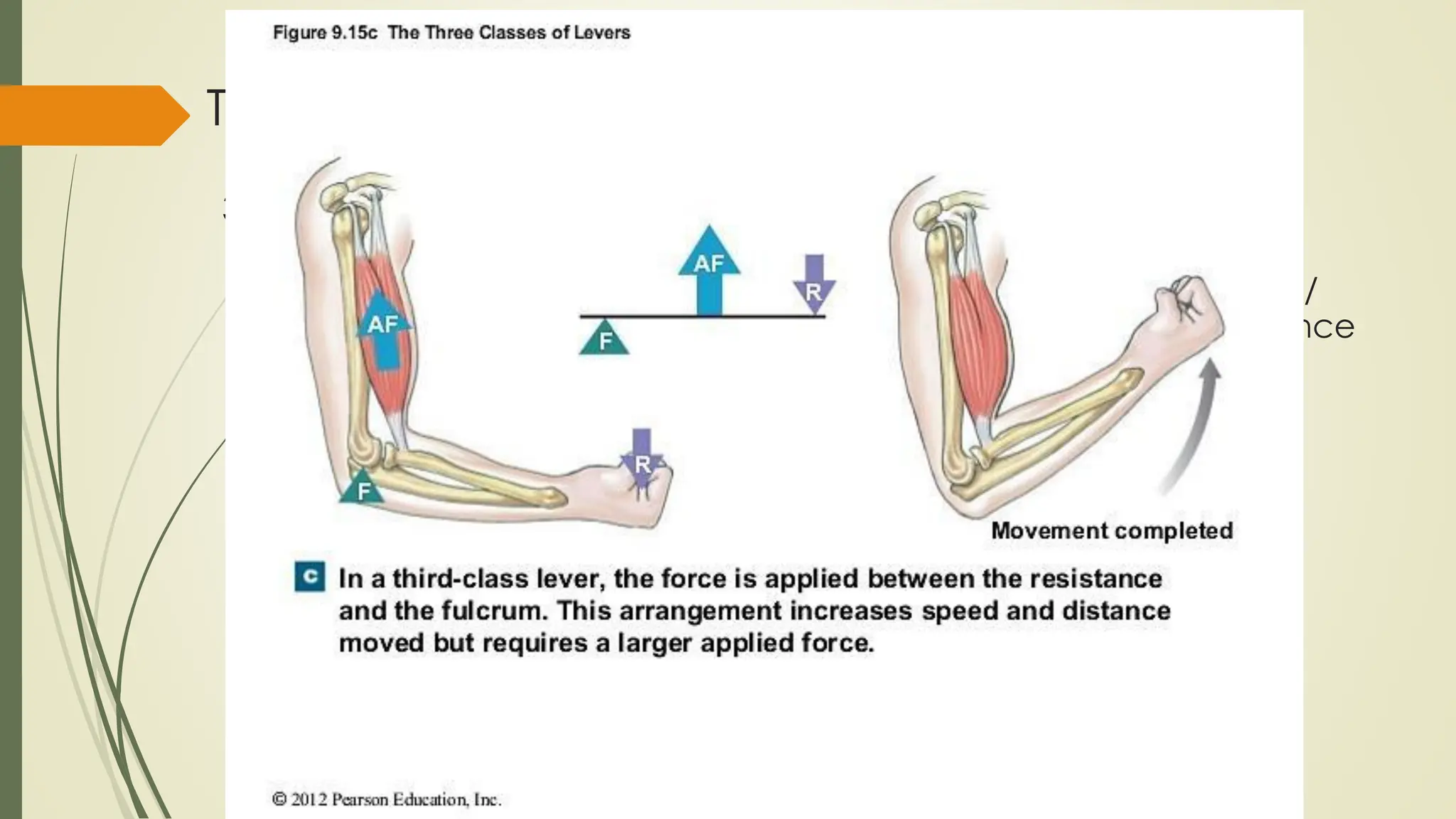 inbound2772655900034201706.pdf lever system in human body | PDF ...