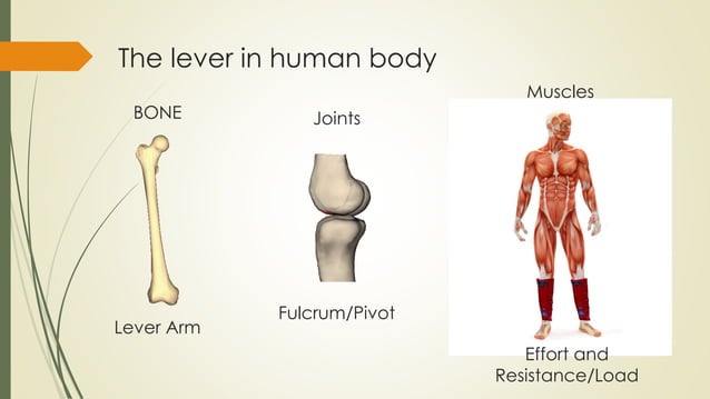 inbound2772655900034201706.pdf lever system in human body | PDF ...