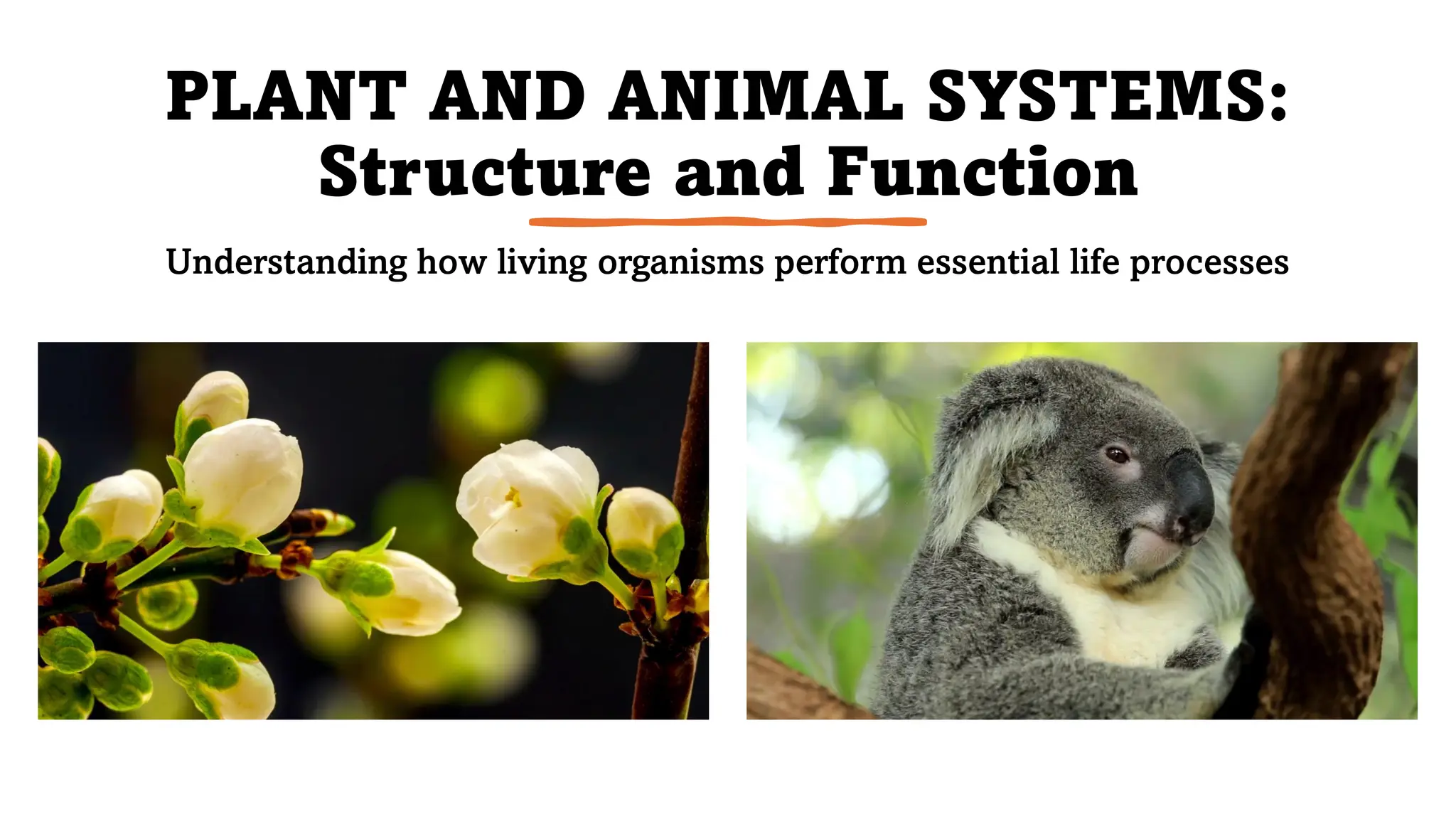 plant and animal systems structureand function | PDF