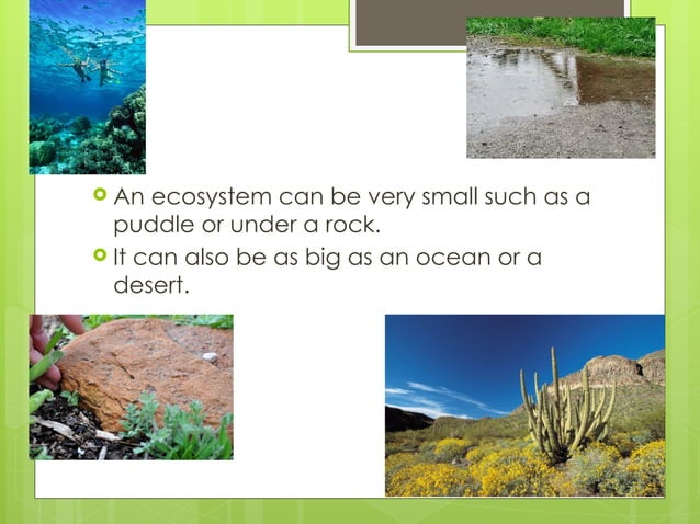 What is an ecosystem and how do we benefit from it. .pptx