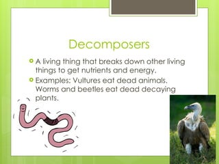 What is an ecosystem and how do we benefit from it. .pptx