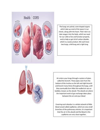 ANAPHY OF COPD hshshsbshshshsbsbshsbsbsbsnsnnsnsbsbsbsbsb | PDF