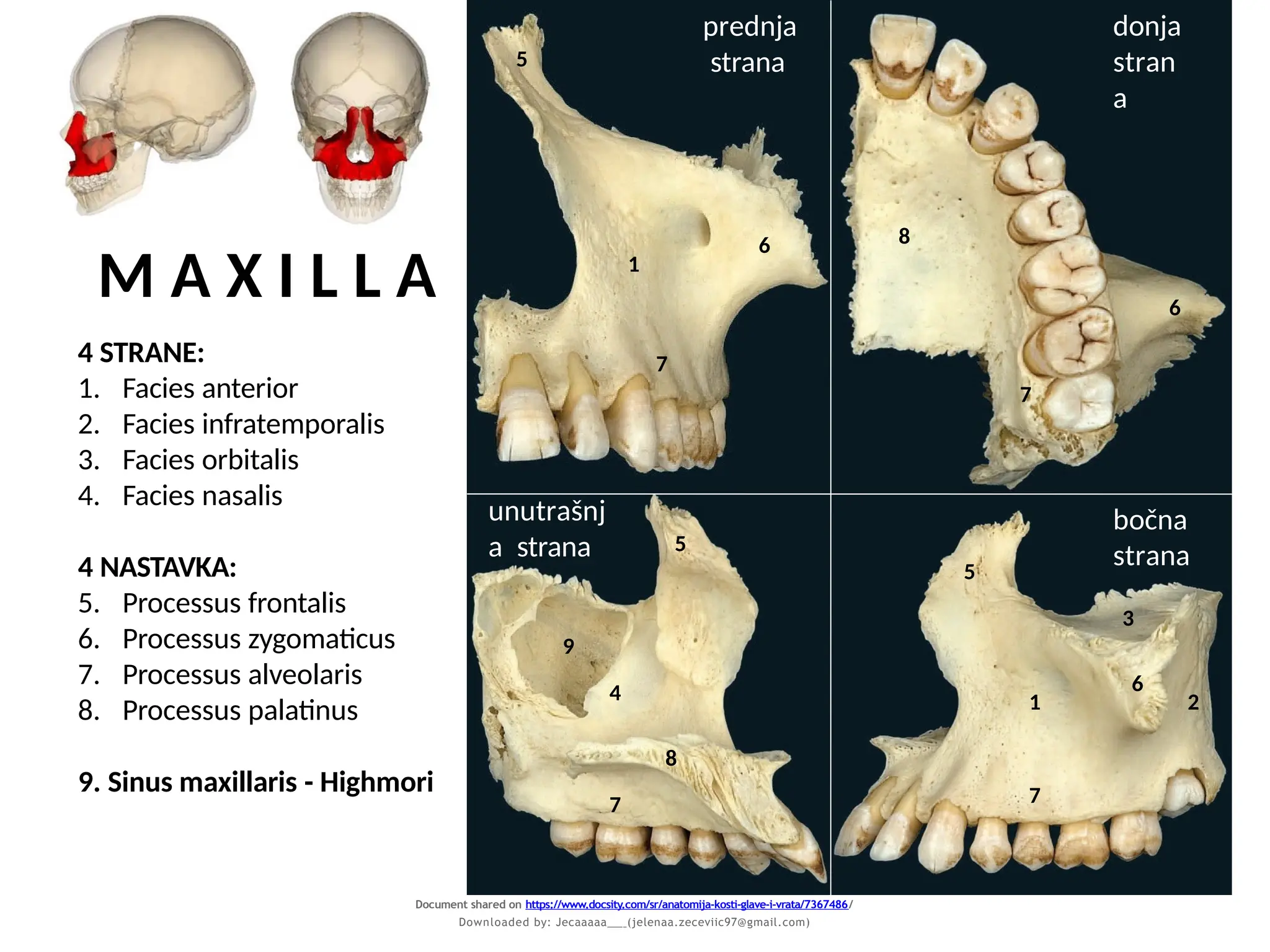 Bonesofhadanatomyfrontalparietalocipital.pptx