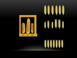 Inbred development | PPTX