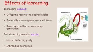 inbreeding methods of the mulberry .pptx | Infertility | Reproductive ...