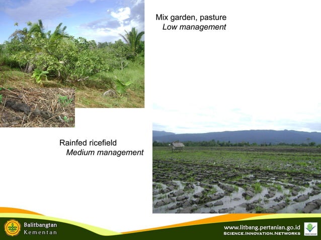 Black Soils In Indonesia - Yiyi Sulaeman, Dedi Nursyamsi | PDF ...