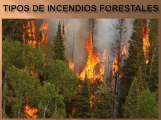 Incendios forestales | PPTX