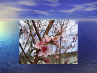 inceputul primaverii | PPT