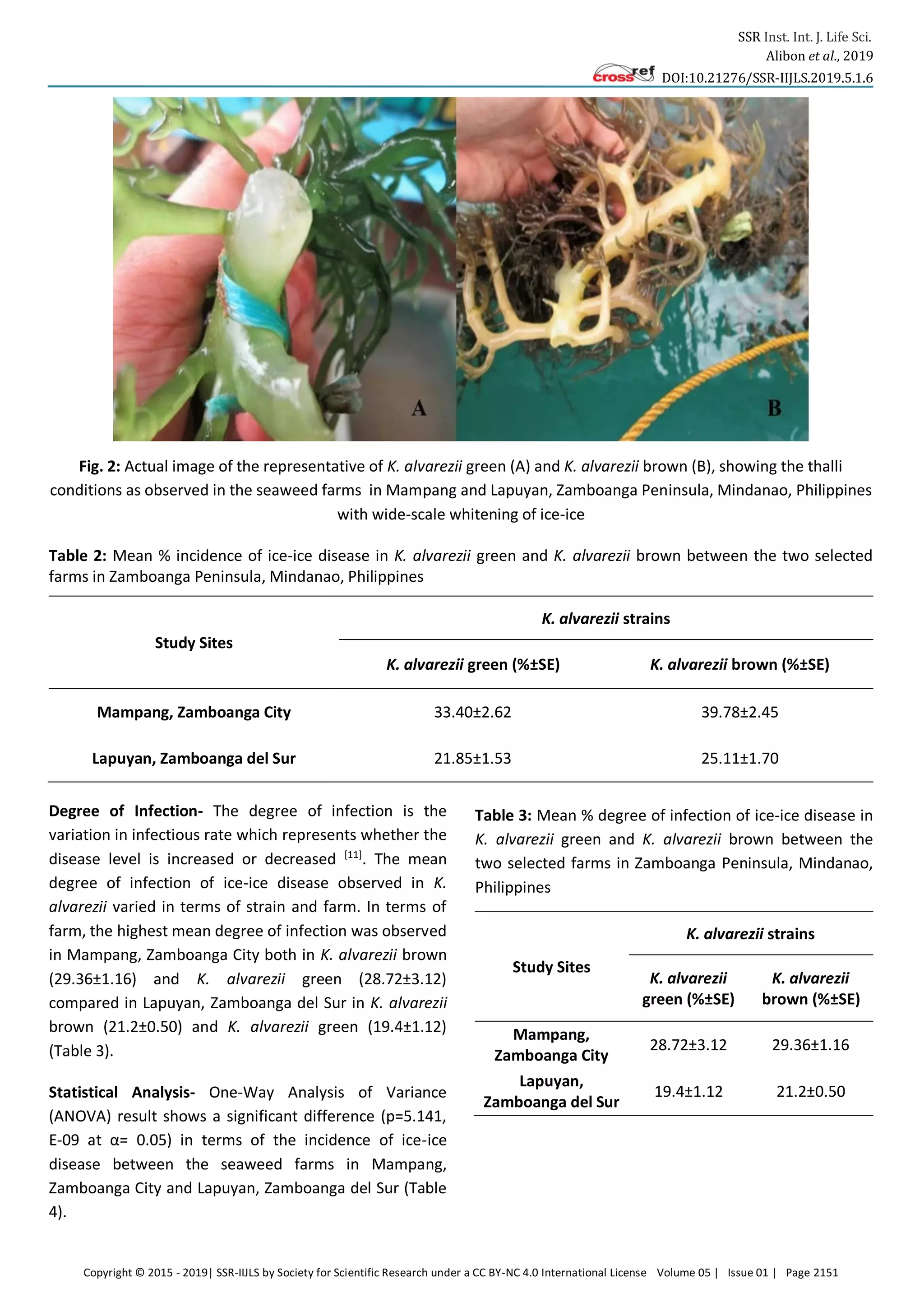 Incidence_Ice_Ice_Disease_Kappaphycus_Alvarezii_Seaweed_Farms ...