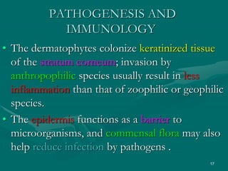 dermatophytes infections | PPT