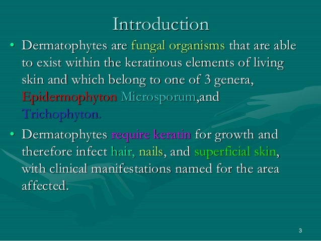 dermatophytes infections