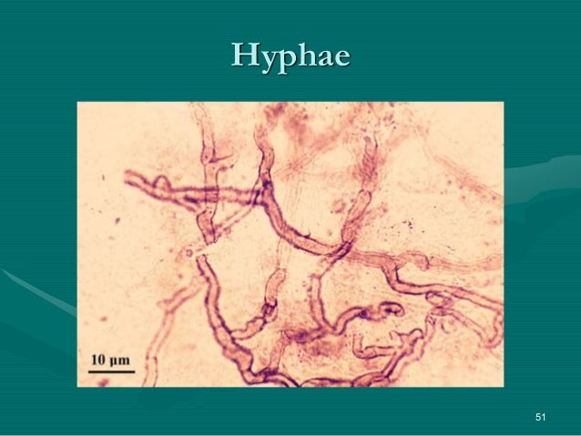 dermatophytes infections