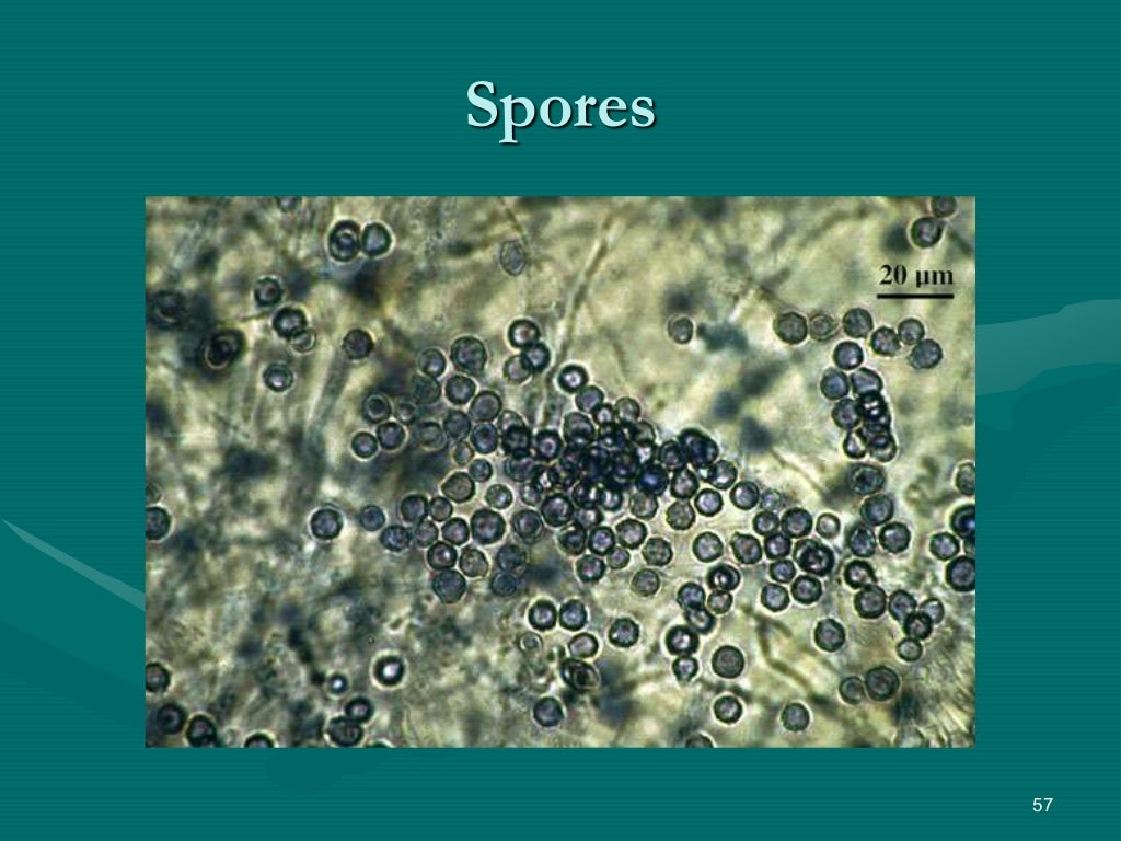 dermatophytes infections