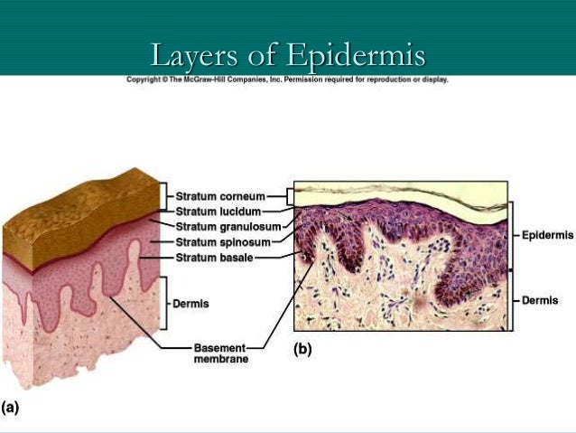 dermatophytes infections