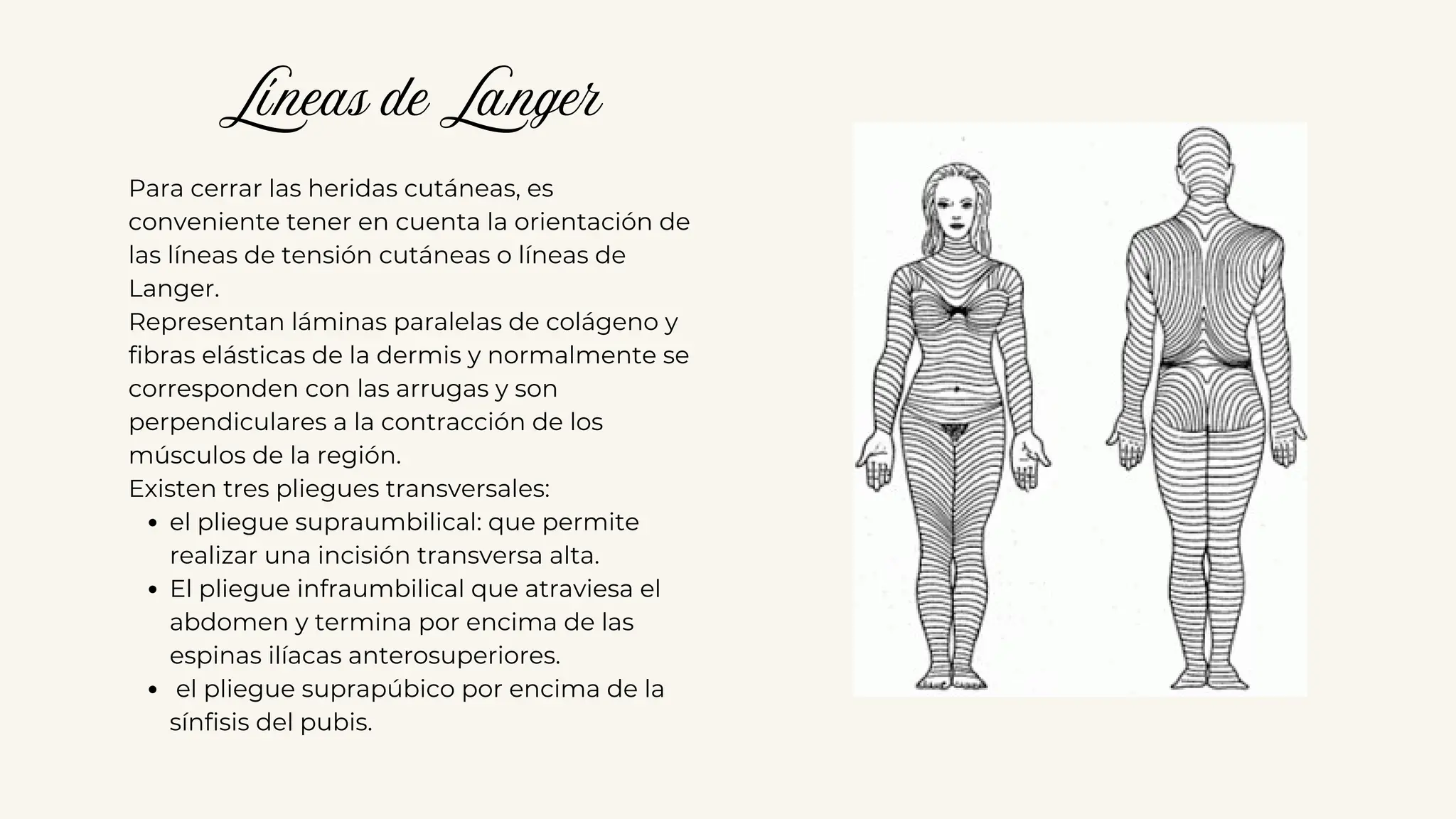 Anatomía quirúrgica e inserciones quirúrgicas para sala de operaciones ...