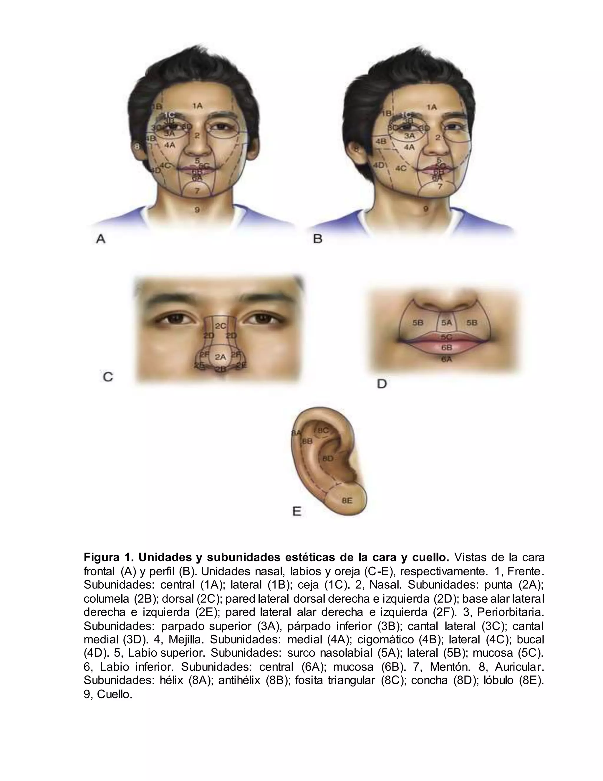 INCISIONES QUIRURGICAS EN CARA Y CUELLO | DOCX