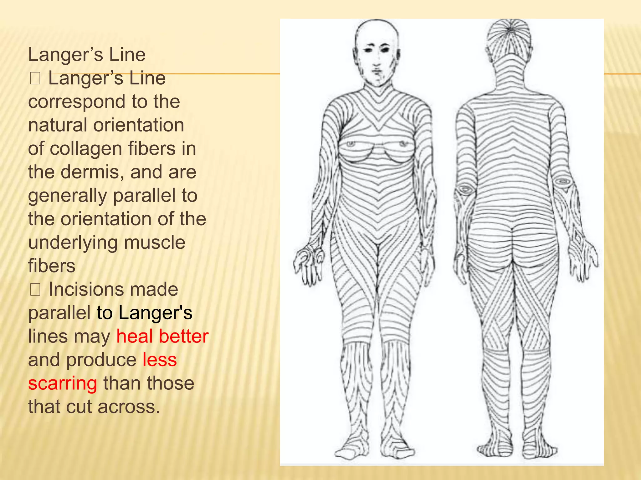 surgical Incisions - sadeghi mazloumi | PPTX | Thyroid Disorders ...