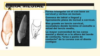 anatomía de Incisivo central Inferior .pptx